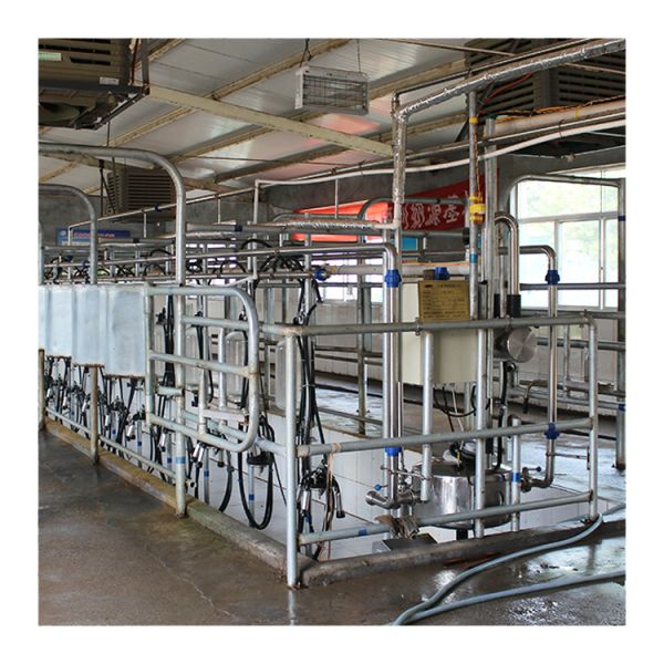 Quality Cow 60 points Herringbone Milking Parlor Automatic Clean for sale