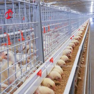 Quality Galvanized A Or H Type Broiler Chicken Cage For One Day Old To Adult Chicken for sale