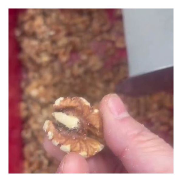 Quality Deep Learning Powered Multi-Grade Walnut Kernel Sorting Machine 750kgs / Hour for sale