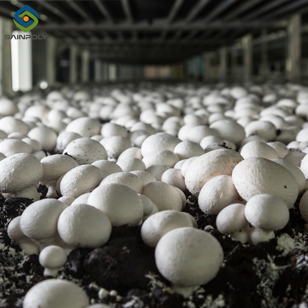 Quality Electrical Control Mushroom Growing Greenhouse With Hot Galvanizing Pipe for sale