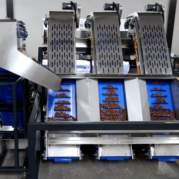 Quality In Shell Macadamia Nuts Sorting Machine Accurate Grading Sizing Simultaneously for sale