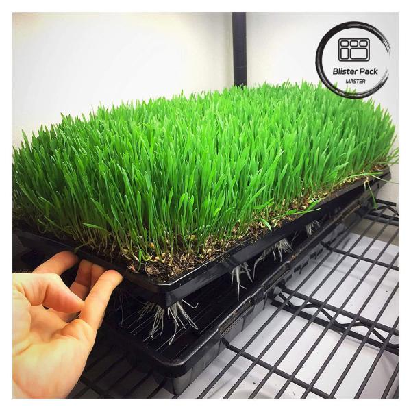 Quality Extra Strength 1020 Hydroponic Seed Sprouter Tray Durable Wheatgrass and for sale