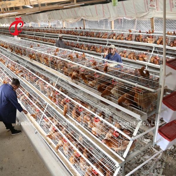 Quality ISO Battery Type Breeding Cage , 3 tier chicken cage For Poultry Farm Iris for sale