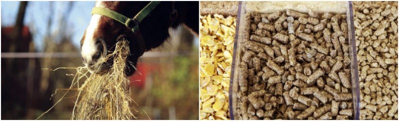 feed pellet machine Poultry Feed Making Machine Animal Feed Pellet Mill