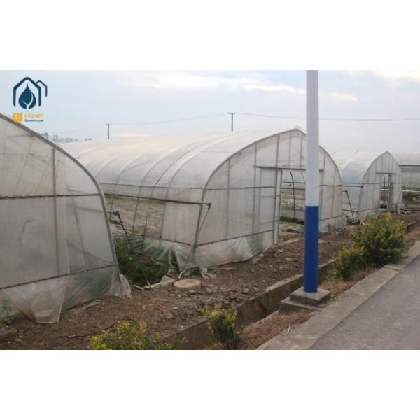 Quality Tomato Tunnel Greenhouse 2.5m - 4.5m Vegetable Hot House For Extended Harvests for sale