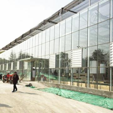 Quality Venlo Tempered Glass Panels Steel Frame Greenhouse Europe Automatic System for sale