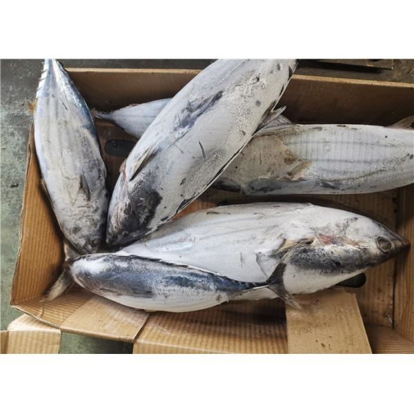 Quality Whole Round Frozen Skipjack Tuna for sale