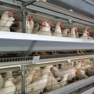 Quality Poultry Farm Equipment H-Type Battery Chicken Cage System For Broiler Mia for sale