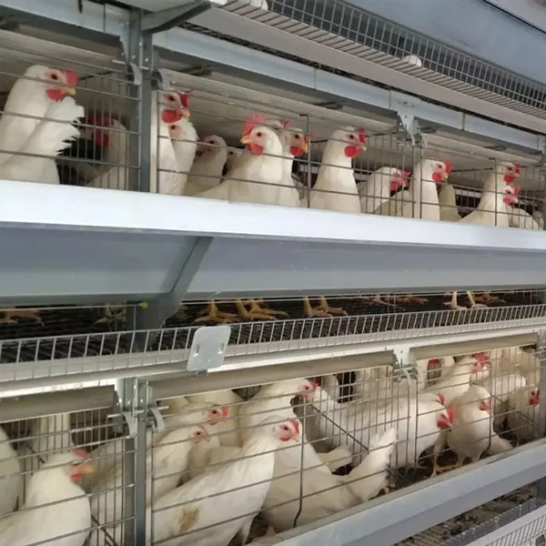 Quality Poultry Farm Equipment H-Type Battery Chicken Cage System For Broiler Mia for sale