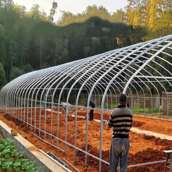 Quality Plastic Tunnel Single Span Greenhouse Agricultural For Strawberry for sale