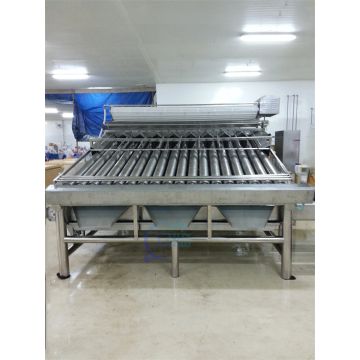 Quality Shrimp size sorting machine Fish scale cleaning and processing line production for sale