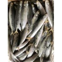 China IFS 80-90 BQF Frozen Muroaji Fish For Bait factory