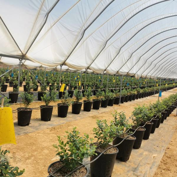 Quality Blueberry PE Film Poly Tunnel Greenhouse Anti Ultraviolet for sale