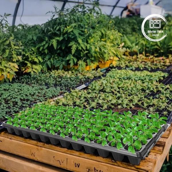 Quality Heavy Duty 128 Cell Grape polystyrene seed trays Durable Seed Starter and for sale