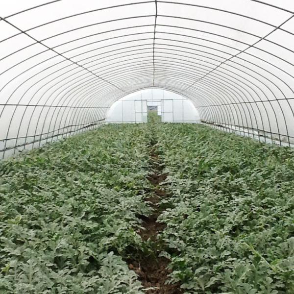 Quality Single-Span Tunnel Greenhouse with Manual or Electric Roll Up Ventilation for Vegetable Fruits Flowers and Single Layer Design for sale
