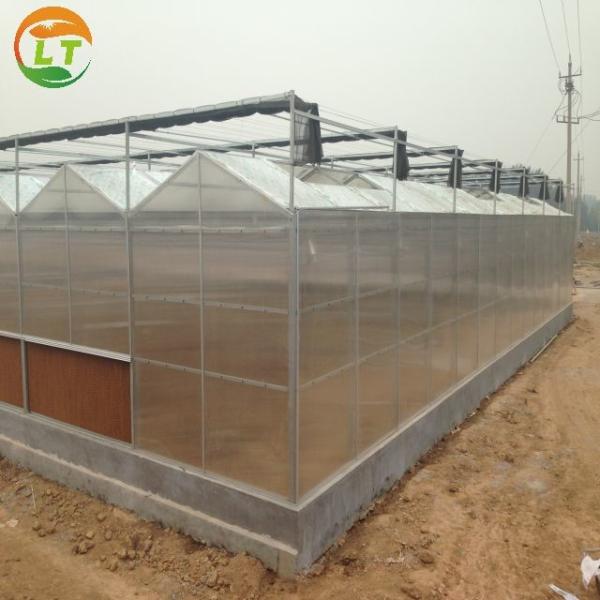 Quality Economical European Polycarbonate Greenhouse with Roof and Side Ventilation for sale