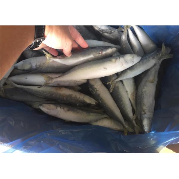 Quality High Protein 80g 100g Pacific IQF Frozen Mackerel Fish for sale