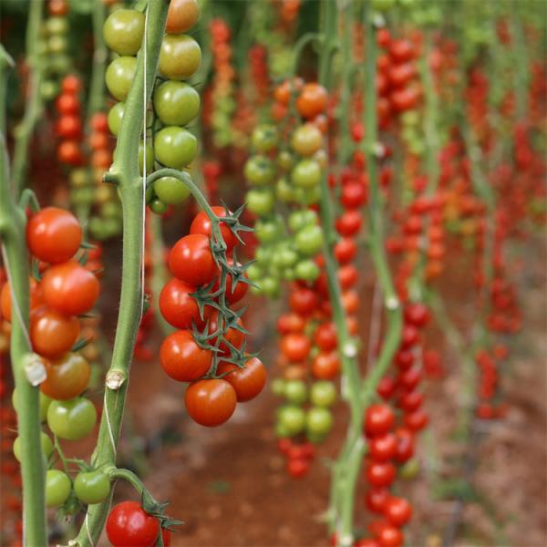 Quality Hydroponic System Tomato Farming Plastic Film Greenhouse 3-5m for sale