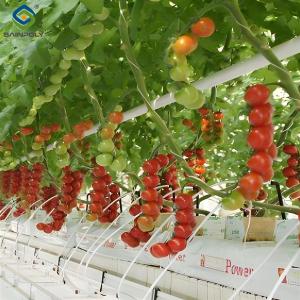 Quality Custom Tomato Greenhouse with Drip Irrigation and LED Grow Lights for sale