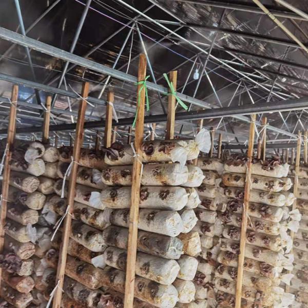 Quality Medical Planting Steel Frame Greenhouse Plastic Cover For Mushroom for sale