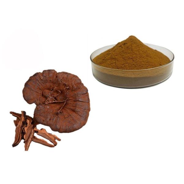 Quality 50% Purity Ganoderma Lucidum Reishi Mushroom Extract Powder for sale