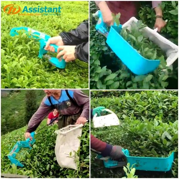 Quality 350mm Tea Plucking Machine with 5 KG Capacity and 18 Hours Working Time DELI DL for sale