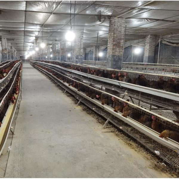 Quality Hotel Design Style Precision-Engineered Steel Structure Chicken Coop for Optimal Comfort for sale