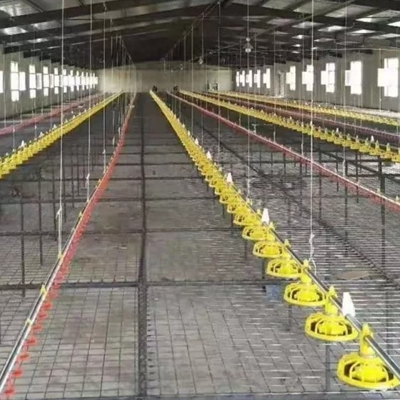 Quality Linear Feeder Poultry Automatic Pan Feeding System for sale