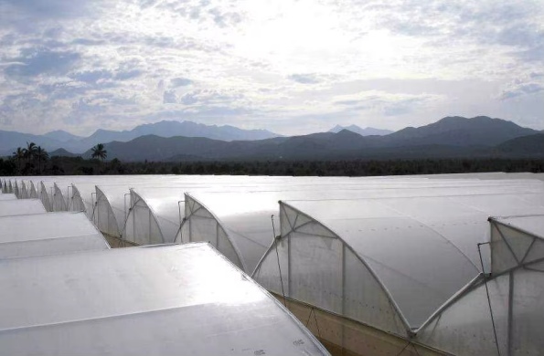 Plastic Film Greenhouses 3.jpg