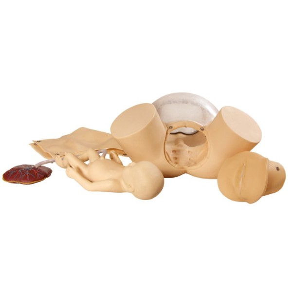 Quality Purple Horn Child Birth Simulator cervix checking , perinem cutting training for sale
