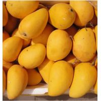 Quality Full Automatic Mango Processing Line 50 Tons / Hour for sale