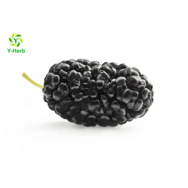 Quality Anthocyanin Fruit Mulberry Herbal Extract Powder For Food Additives for sale