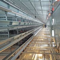 Quality SGS H Frame 30000 Birds Ready To Lay Chicken Cage 650mm Length for sale