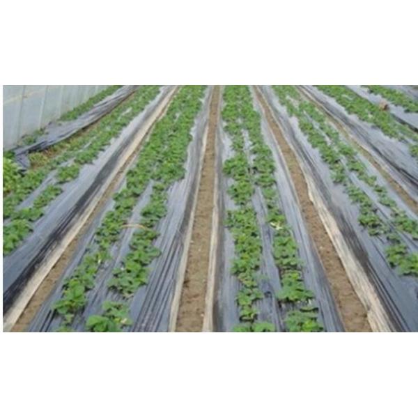 Quality Silver Black Agriculture Film Plastic Strawberry Blueberry PE Protective for sale