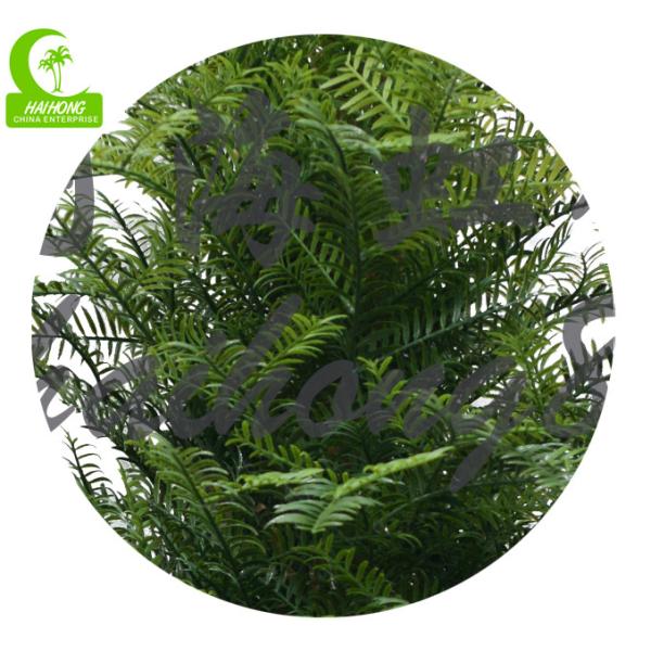 Quality Height 250cm Artificial Yew Tree for sale