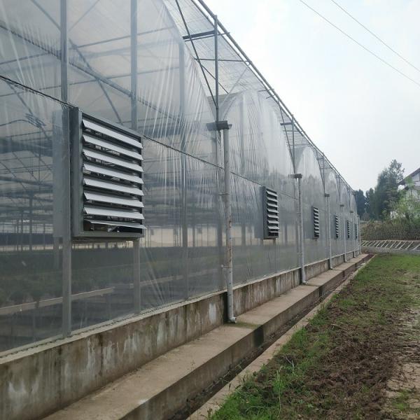 Quality Large Area Multi Span Greenhouse / Plastic Film Greenhouse 8m Width for sale