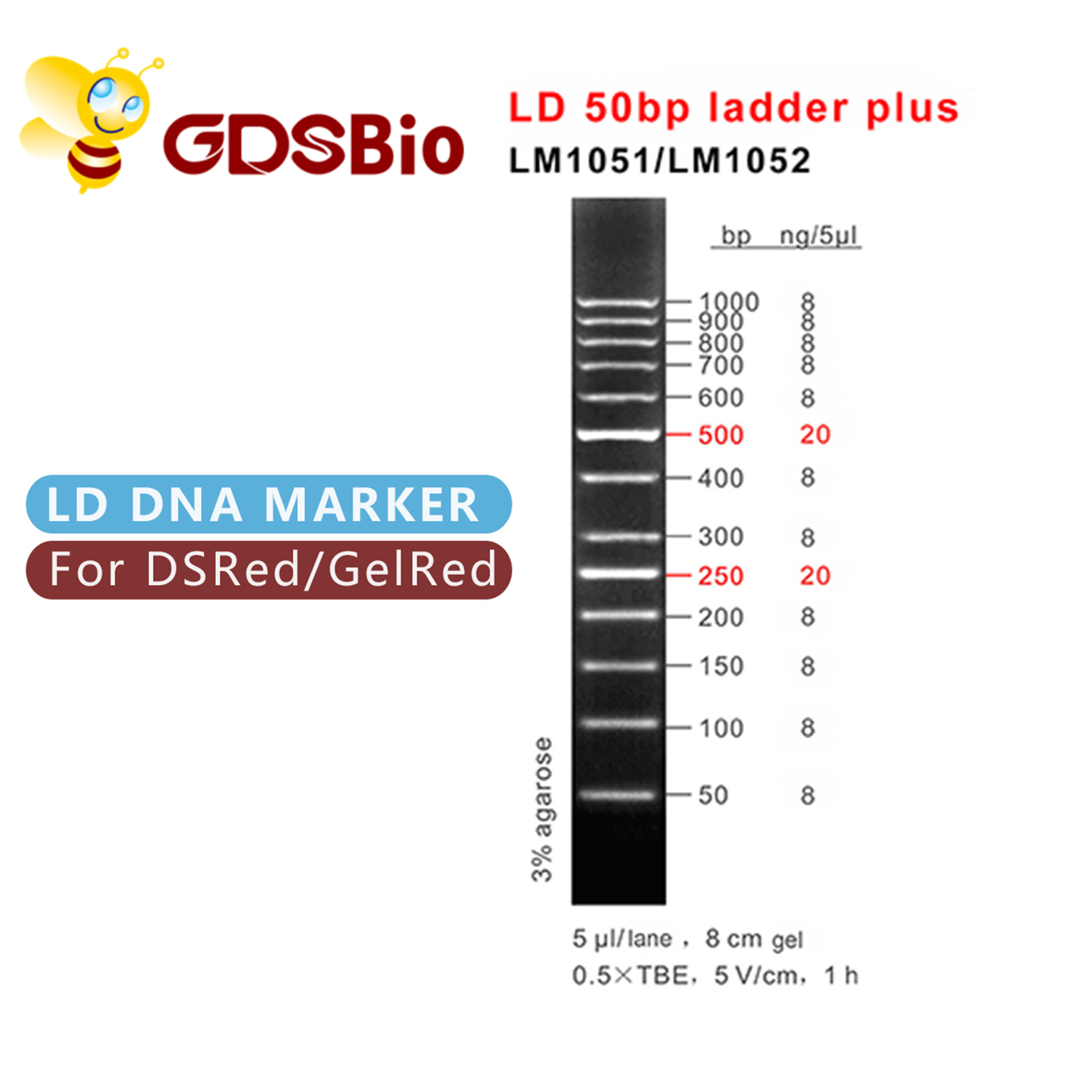 50bp Ladder Plus DNA Marker Electrophoresis , DNA Size Markers Gel ...