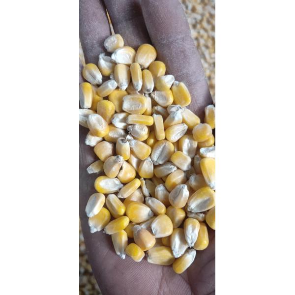 Quality Continuous Galvanized Corn 200 Ton/Day Mixed Flow Dryer for sale