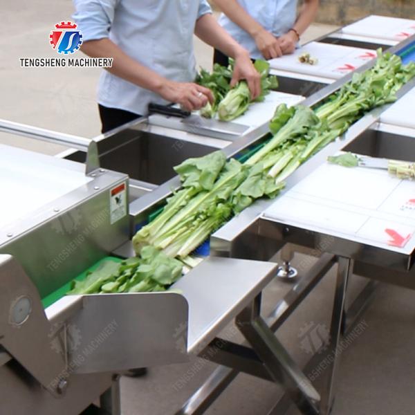 Quality vegetable drying equipment Fruit and vegetable selection washing and drying for sale