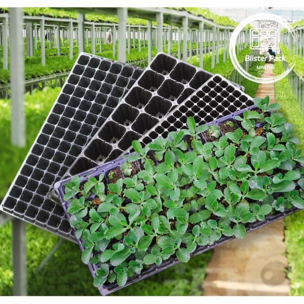 Quality Durable Multi Cell Seed Germination Trays 21 To 128 Cells For Vegetable & Flower for sale