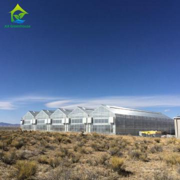 Multispan 28m-50m Length Light Deprivation Greenhouse With Blackout System