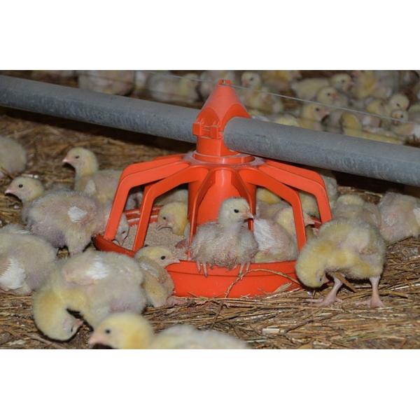 Quality PVC Poultry Farm Equipment for sale