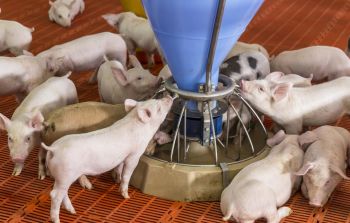 China Factory - DadHank (Chengdu) Biotech Corp.