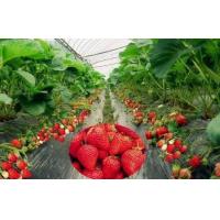 Quality Silver Black Agriculture Film Plastic Strawberry Blueberry PE Protective for sale