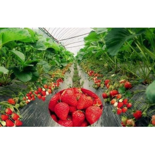 Quality Silver Black Agriculture Film Plastic Strawberry Blueberry PE Protective for sale
