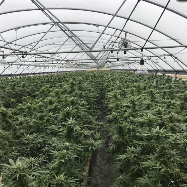 Quality Single Span Blackout Shading Light Deprivation Greenhouse 10-100M for sale
