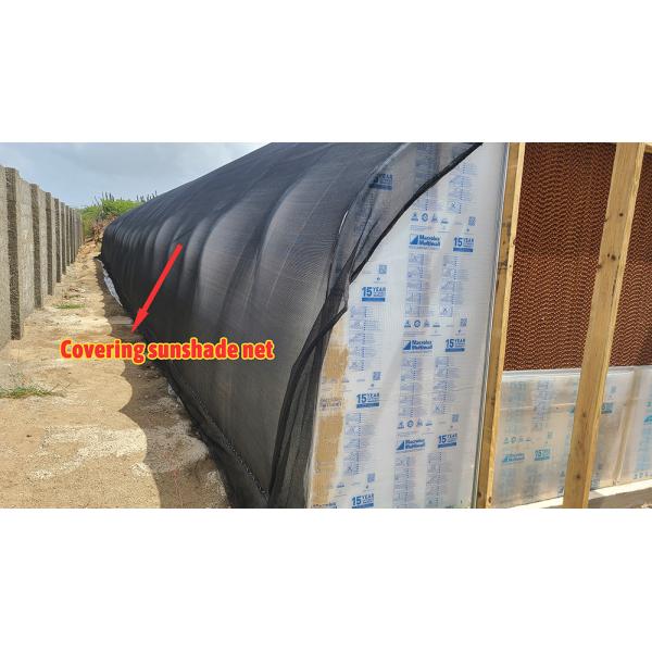 Quality tunnel green house vegetable lettuce pe film greenhouse with nft for sale
