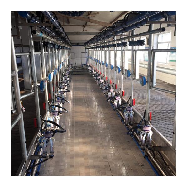 Quality Electric goat Herringbone Milking Parlor with Automatic system for sale