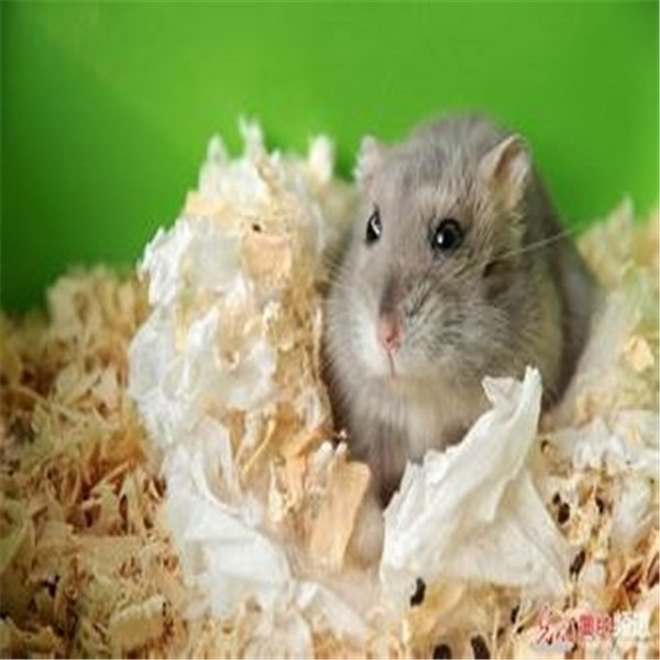 Quality Wood Shaving Machine Making Shavings For Pet Bedding for sale