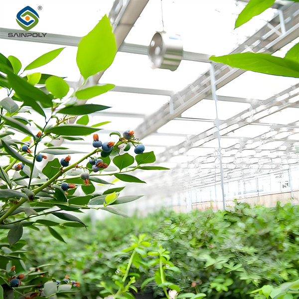 Quality Multi Span Blueberry Planting Fruit Growing Greenhouse With Irrigation System for sale